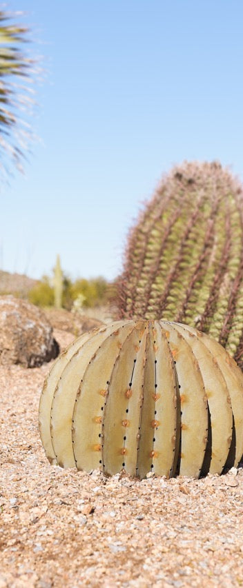 Golden Barrel Cactus | Metal Landscape Art | Desert Steel