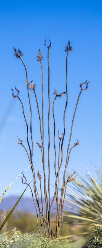 Ocotillo | Metal Landscape Art | Desert Steel