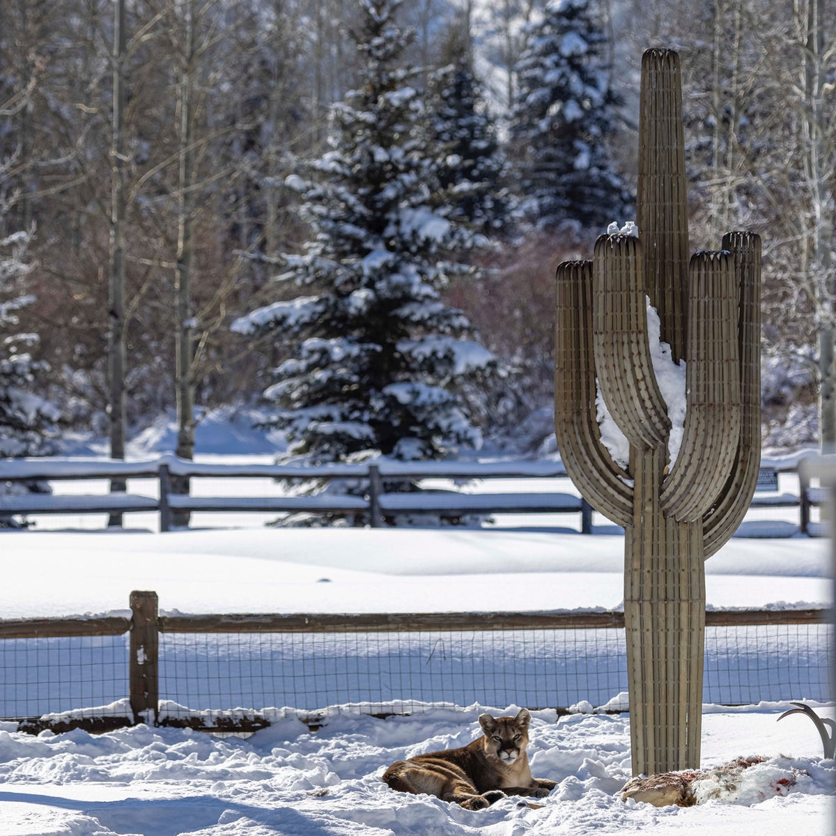 Metal Saguaro Cactus | Landscape Yard Art | Desert Steel